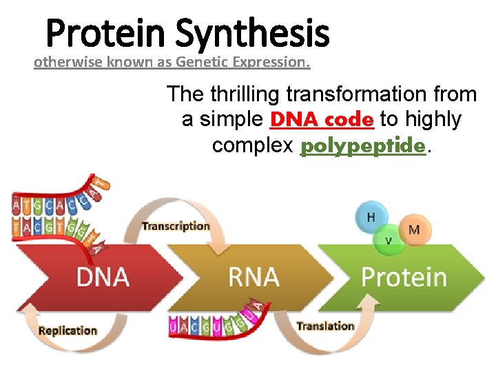 Protein Synthesis otherwise known as Genetic Expression The