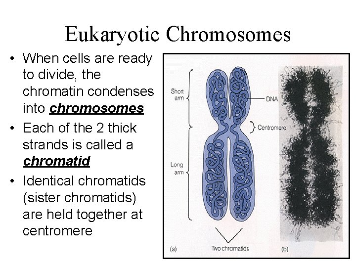 Cell Growth Division Mitosis Why do Cells Reproduce
