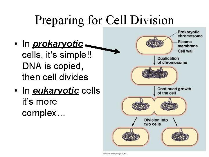 Cell Growth Division Mitosis Why do Cells Reproduce
