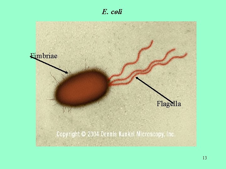 Bacterial Pathogenesis Pathogenicity virulence factors number of initial