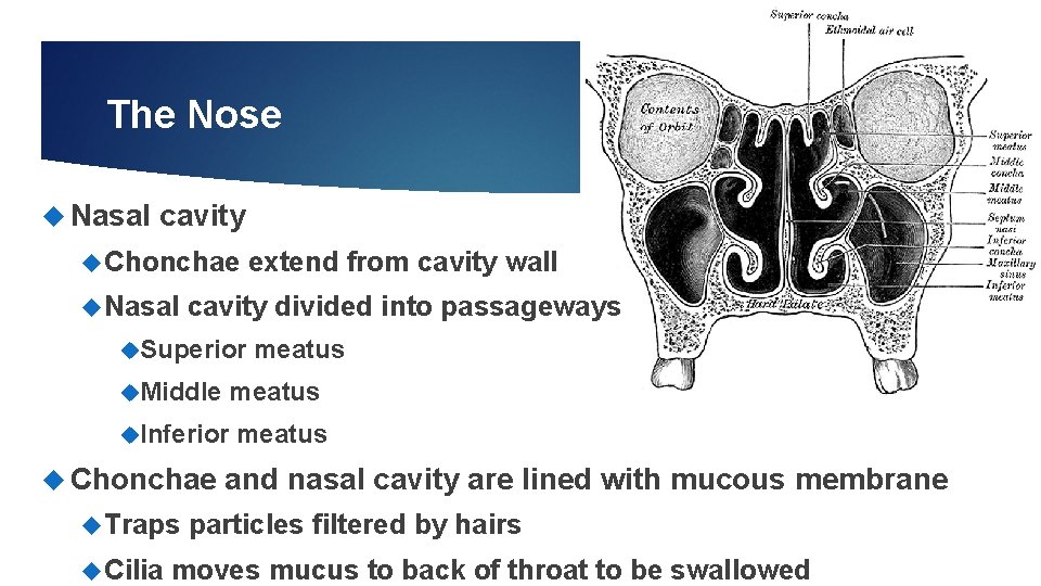 Chapter 17 Key Terms Alveoli Trachea Respiration Glottis