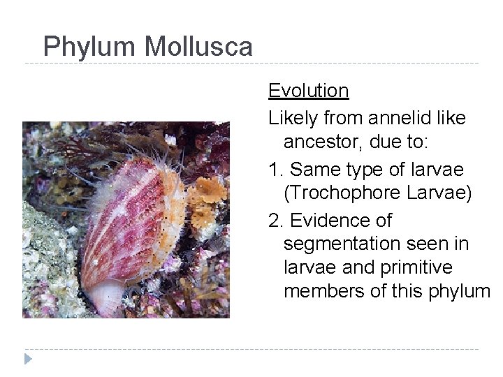 Biology 11 Kingdom Animalia Phylum Mollusca The Soft