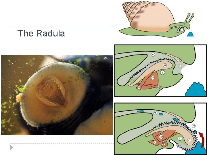 Biology 11 Kingdom Animalia Phylum Mollusca The Soft