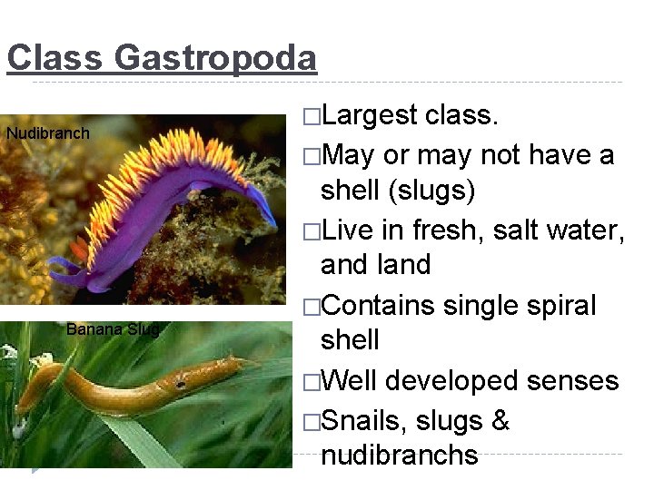Biology 11 Kingdom Animalia Phylum Mollusca The Soft