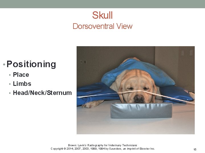 SMALL ANIMAL SKULL CHAPTER 23 Brown Lavins Radiography