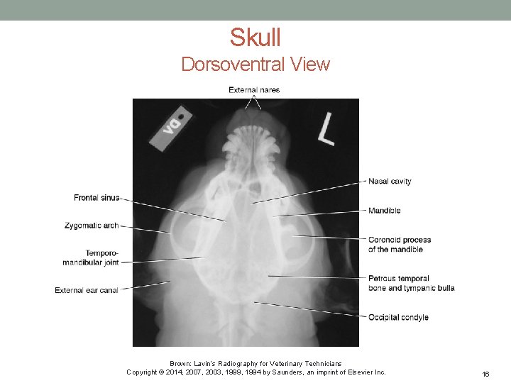 SMALL ANIMAL SKULL CHAPTER 23 Brown Lavins Radiography