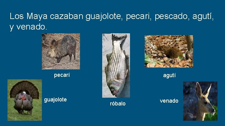 Por qu cazaban animales los Maya Los Maya