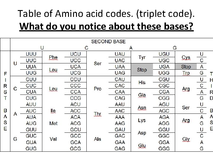 Protein Synthesis How are proteins made from the