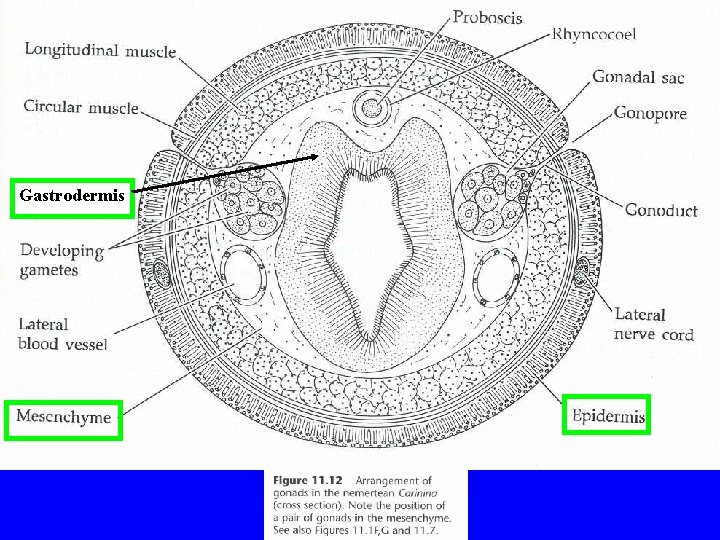 Ph Nemertea Ribbon Worms Characteristics of the Phylum