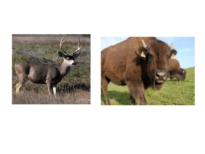 Brief History Of Siwaliks Introduction to Siwaliks The