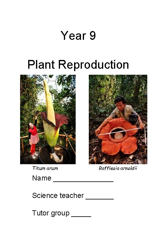 Year 9 Plant Reproduction Titum arum Rafflesia arnoldii