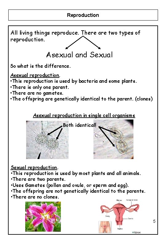 Year 9 Plant Reproduction Titum arum Rafflesia arnoldii