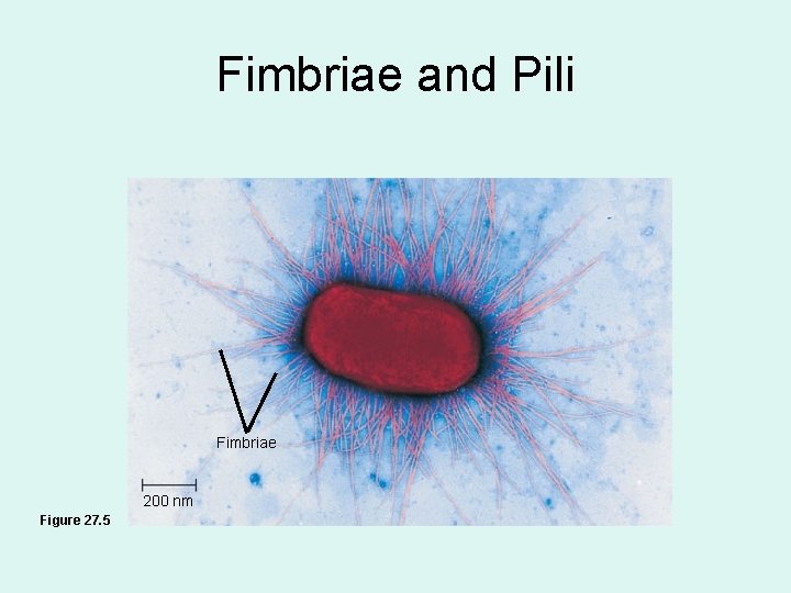Prokaryotes Chapter 27 Theyre almost everywhere Most prokaryotes