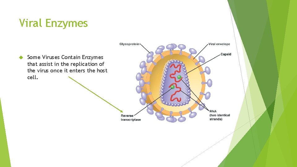 Viruses Learning Objective Describe the structure and properties
