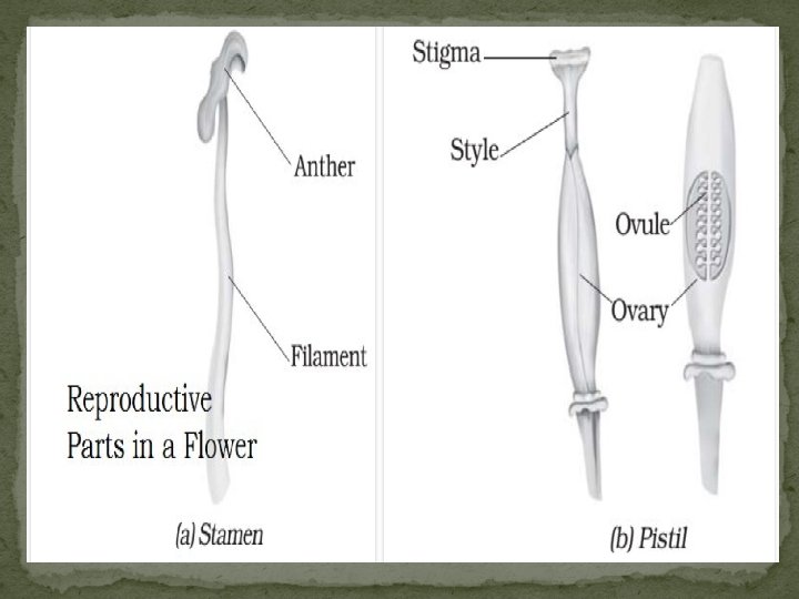 Plant reproduction Definition The process by which plants