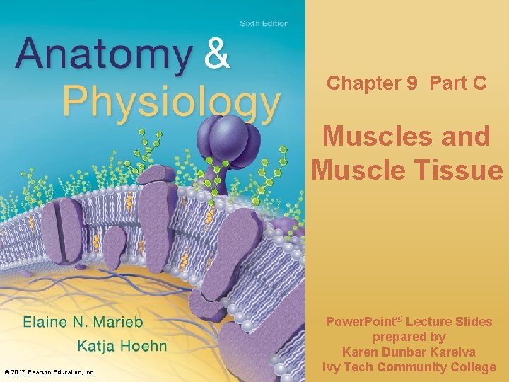Chapter 9 Part C Muscles and Muscle Tissue