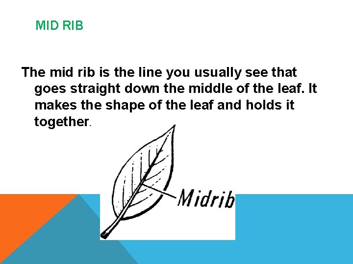 PLANTS By Aaryan Mohindru THE PARTS OF A