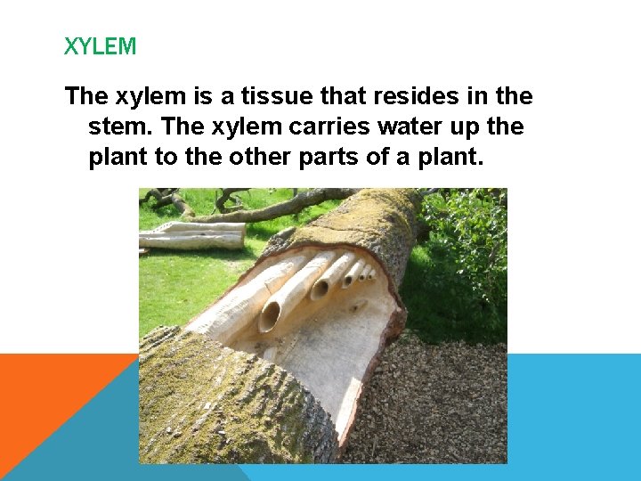 PLANTS By Aaryan Mohindru THE PARTS OF A