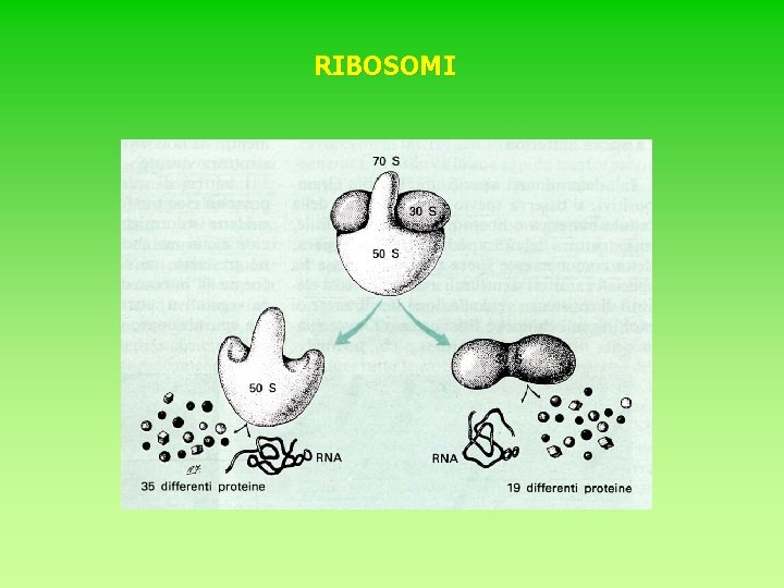 LA CELLULA BATTERICA CELLULE PROCARIOTICHE ED EUCARIOTICHE COMPONENTE