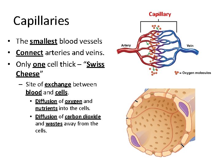 Blood Vessels Blood Blood Vessels The heart is