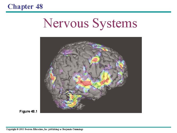 Chapter 48 Nervous Systems Figure 48 1 Copyright