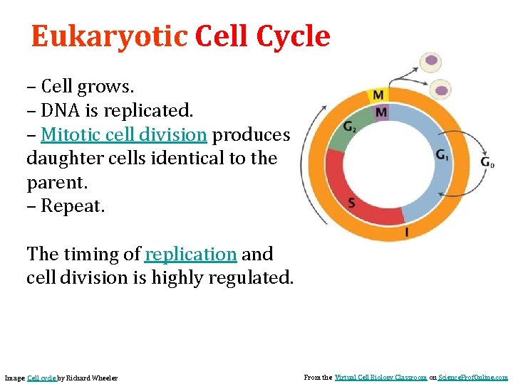 Cell Division Mitosis Meiosis Image Cell Division Wikipedia