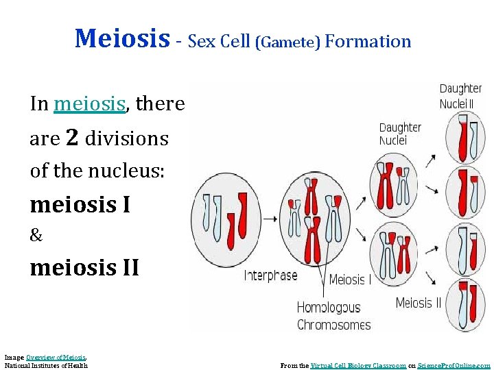Cell Division Mitosis Meiosis Image Cell Division Wikipedia