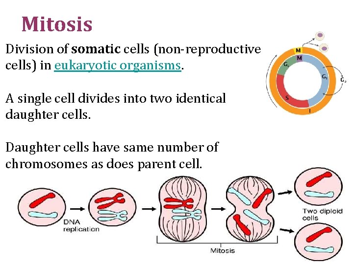 Cell Division Mitosis Meiosis Image Cell Division Wikipedia
