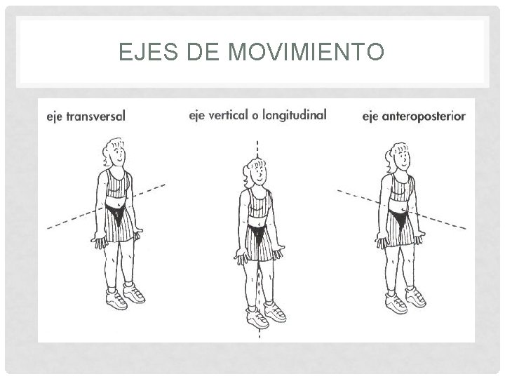 BLOQUE 2 2 SISTEMA ARTICULAR CONTENIDOS Ejes planos
