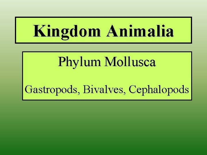 Mollusks and Annelids Kingdom Animalia Phylum Mollusca Gastropods