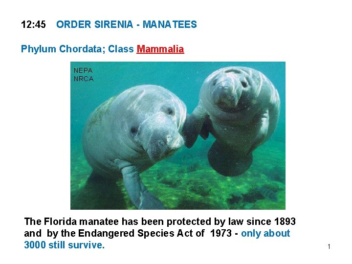 12 45 ORDER SIRENIA MANATEES Phylum Chordata Class