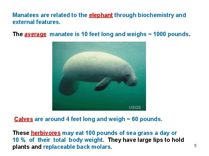 12 45 ORDER SIRENIA MANATEES Phylum Chordata Class