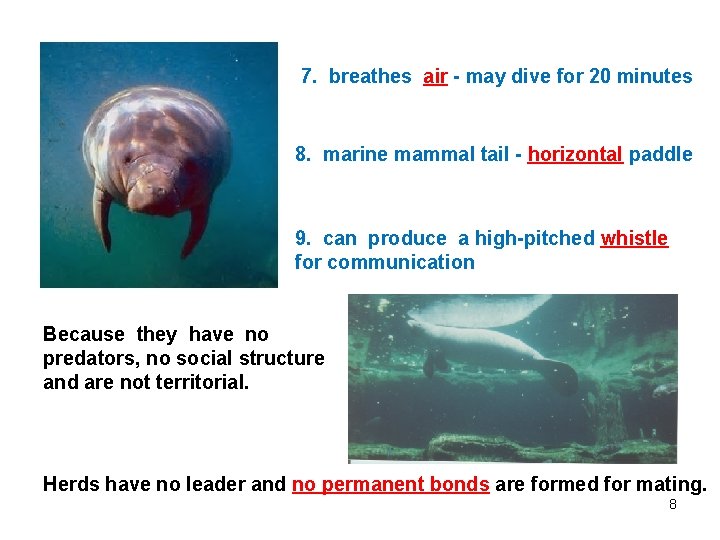 12 45 ORDER SIRENIA MANATEES Phylum Chordata Class