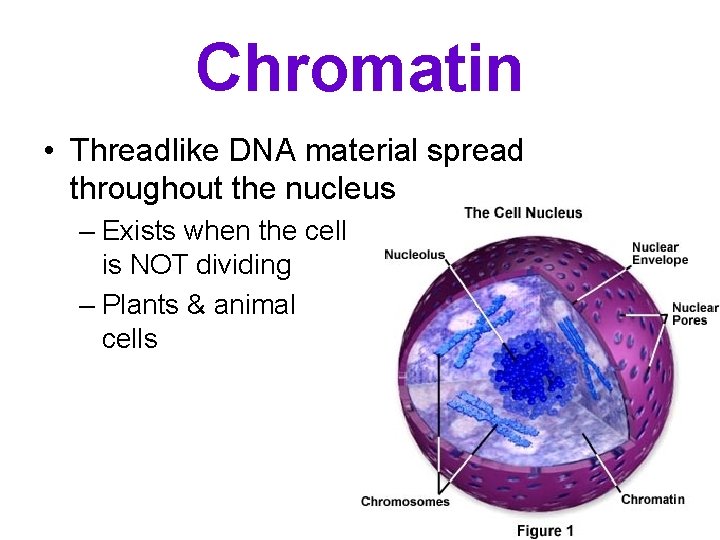 Cells Robert Hooke coined the term cell Anton