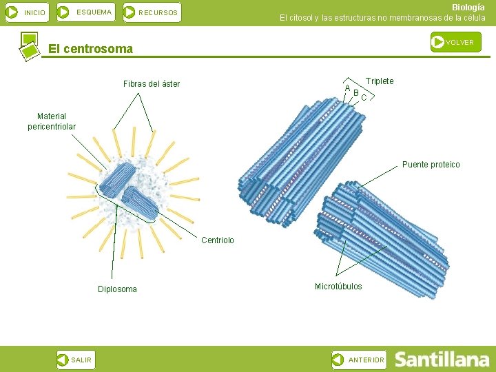 INICIO ESQUEMA RECURSOS Biologa El citosol y las