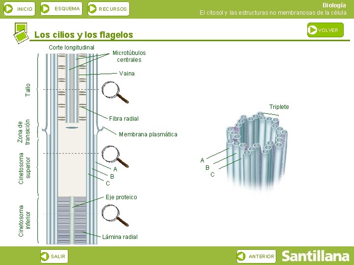 INICIO ESQUEMA RECURSOS Biologa El citosol y las