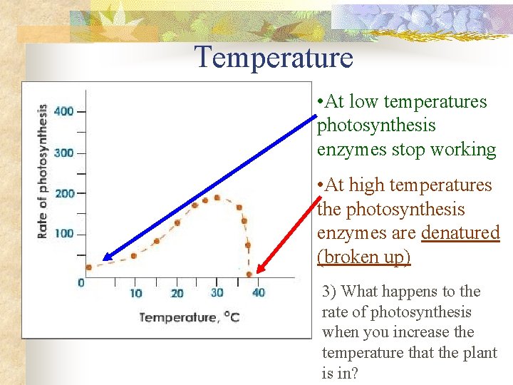 Photosynthesis Limiting Factors WALT n Explain that Photosynthesis