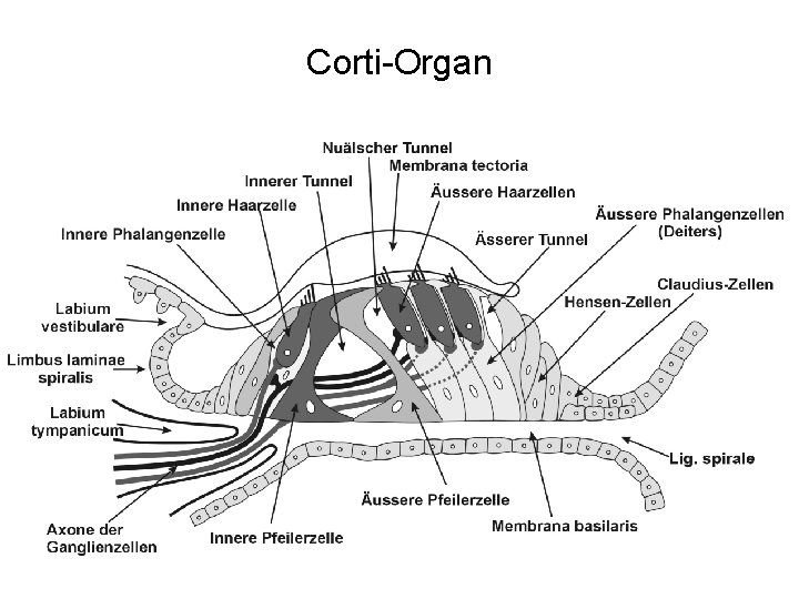 Organum vestibulocochleare Inneres Ohr Corti Organ und Hrbahn