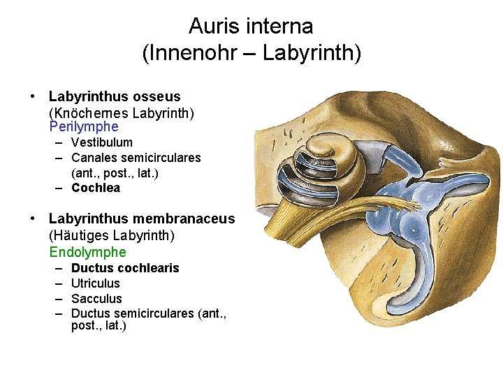 Organum vestibulocochleare Inneres Ohr Corti Organ und Hrbahn