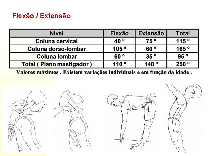 ARTICULAES DA COLUNA VERTEBRAL A coluna vertebral tem