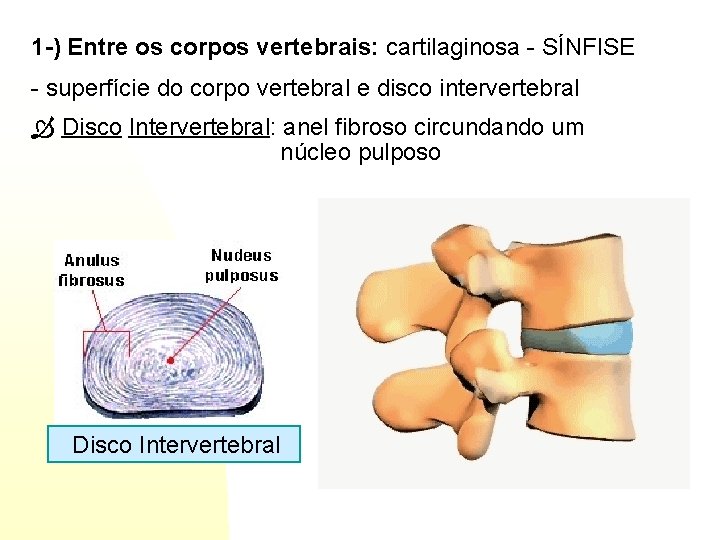 ARTICULAES DA COLUNA VERTEBRAL A coluna vertebral tem