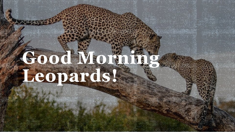 Good Morning Leopards The Lifelong Guideline Pledge I