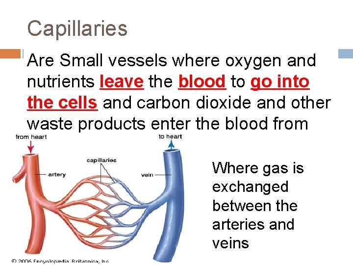 CIRCULATORY SYSTEM The Purpose of the Circulatory System