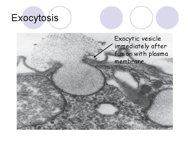 CELL TRANSPORT Types of Transport Across the Cell