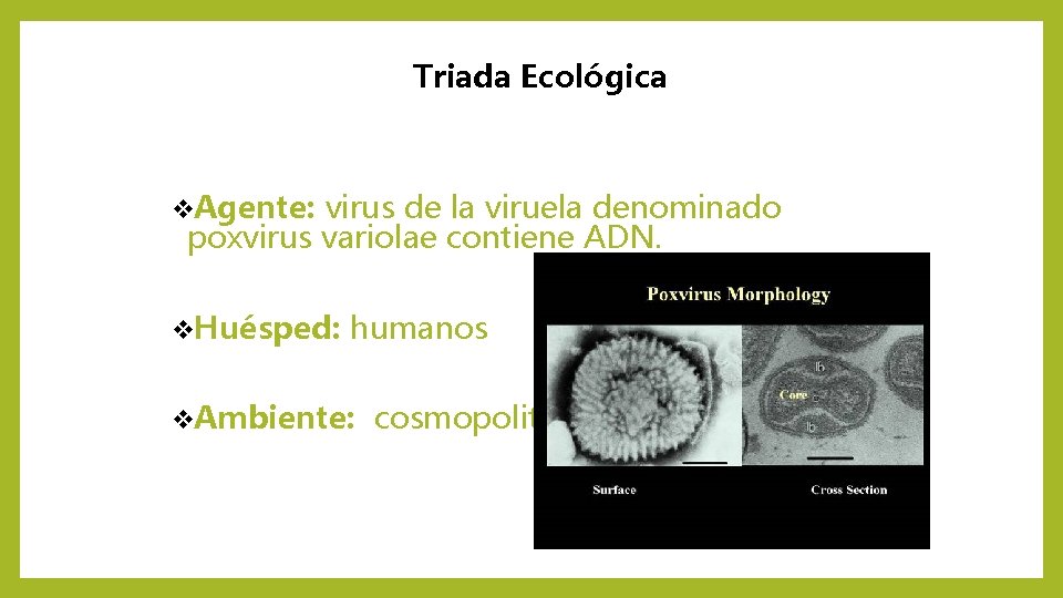 ADENOVIRIDAE Virus no encapsulados desnudos Icosadricos regulares Miden