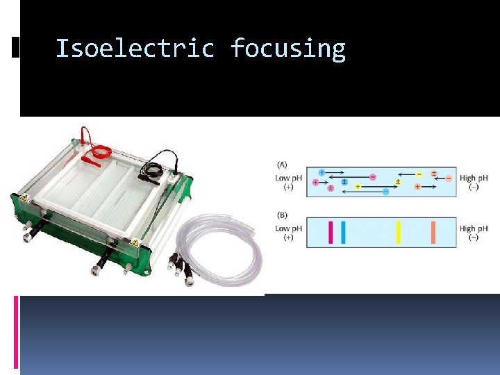 Guideline for The Detection of Thalassemia Hemoglobin Identification