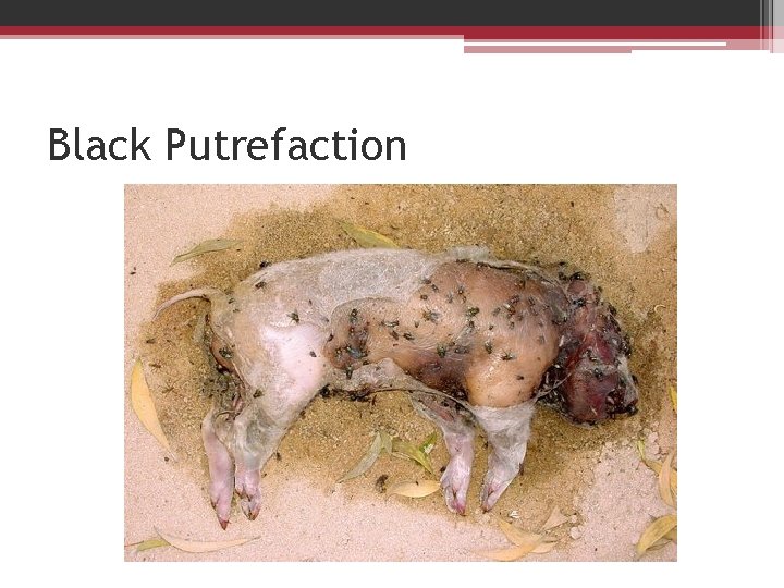 Decomposition of Human Body Notes This ppt contains