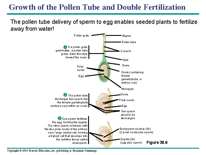 Chapter 38 Angiosperm Reproduction and Biotechnology Power Point