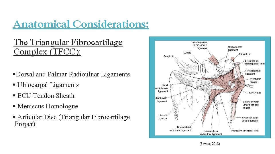 UlnarSided Wrist Pain in the Athlete Sarah A