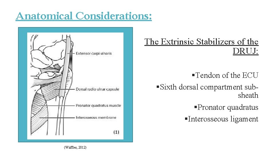 UlnarSided Wrist Pain in the Athlete Sarah A